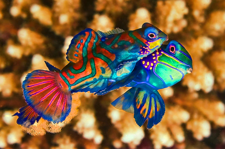 Yiral Colourful Creatures 13 - Yiral